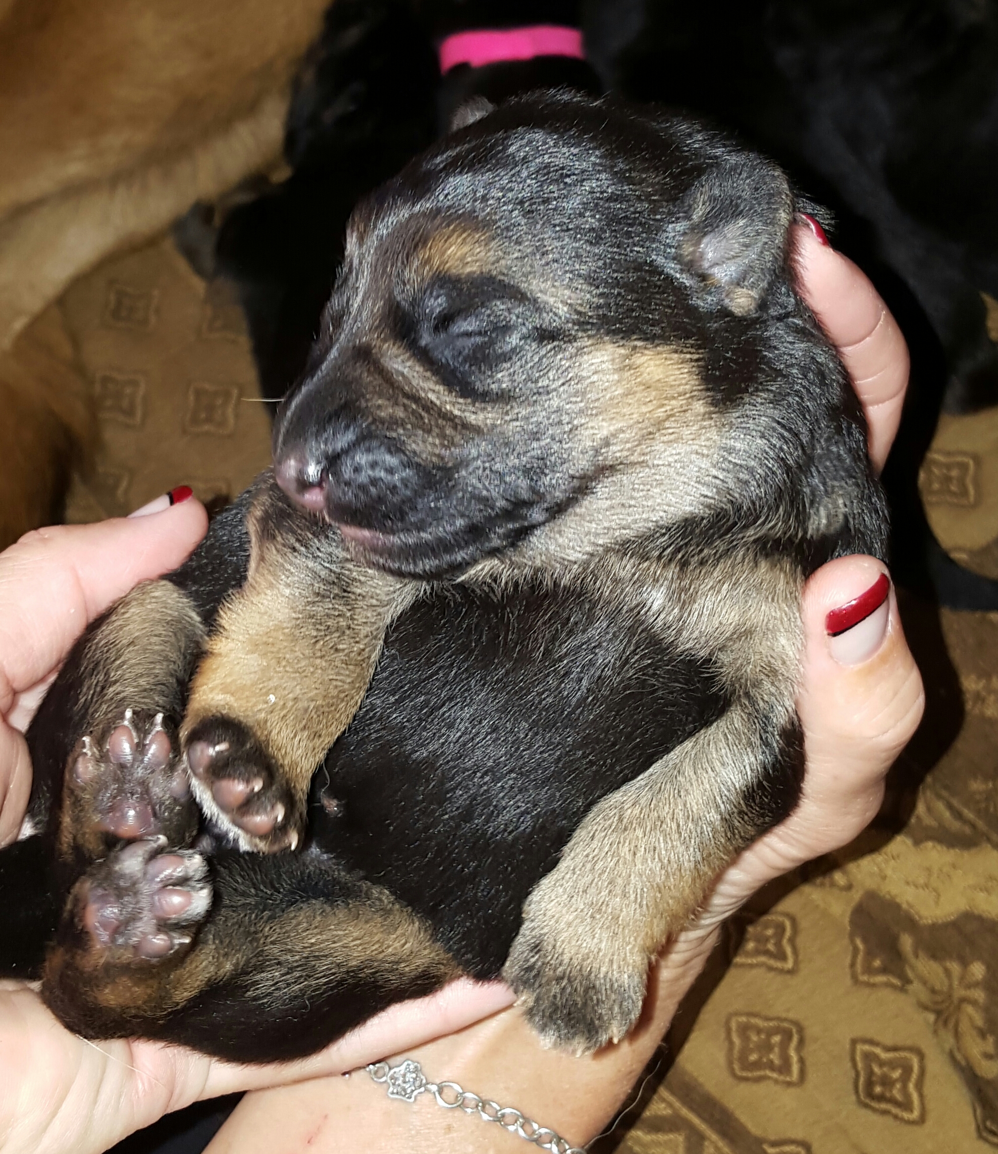 Fun facts about Fido - Total K9 Training