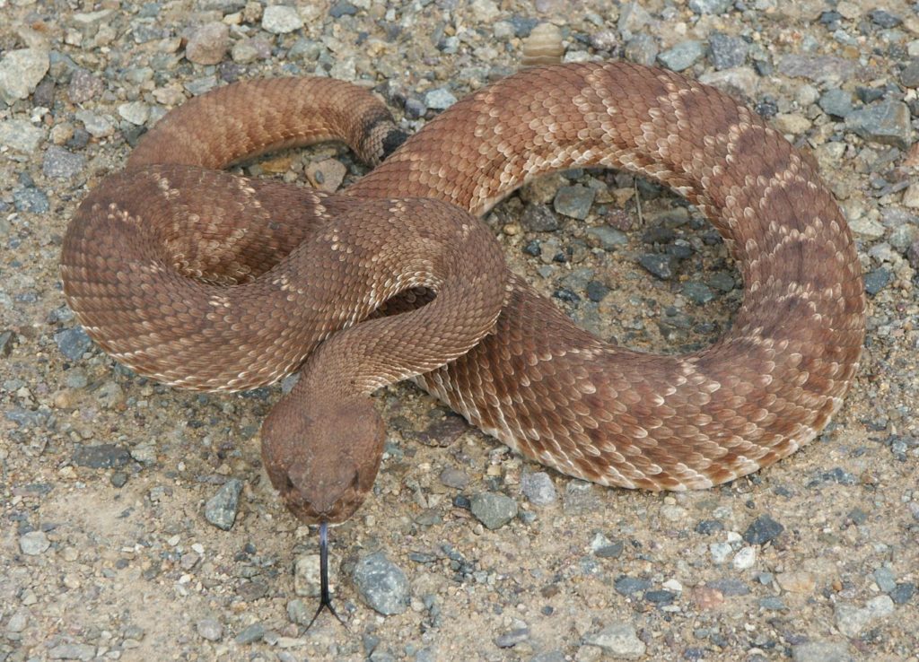 San Diego Rattlesnakes - Total K9 Training