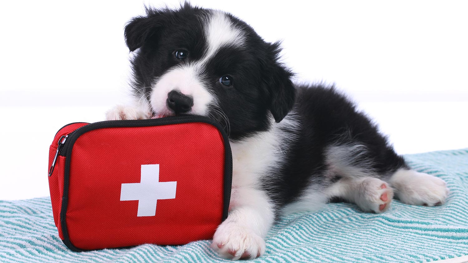 Canine First Aid Kit - Total K9 Training